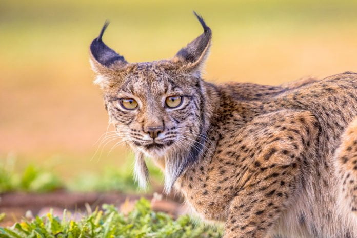 Costa de la Luz: TOP 20 Atrakcje, które warto zobaczyć